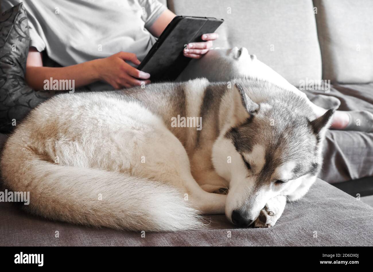 Woman in a living room using her tablet while her Husky dog sleeps next ...
