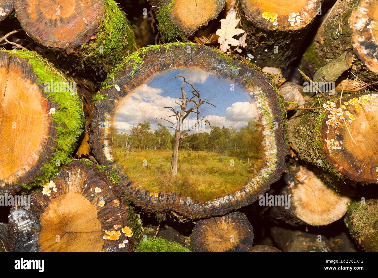 Stack of wood with photo of a tree Stock Photo - Alamy