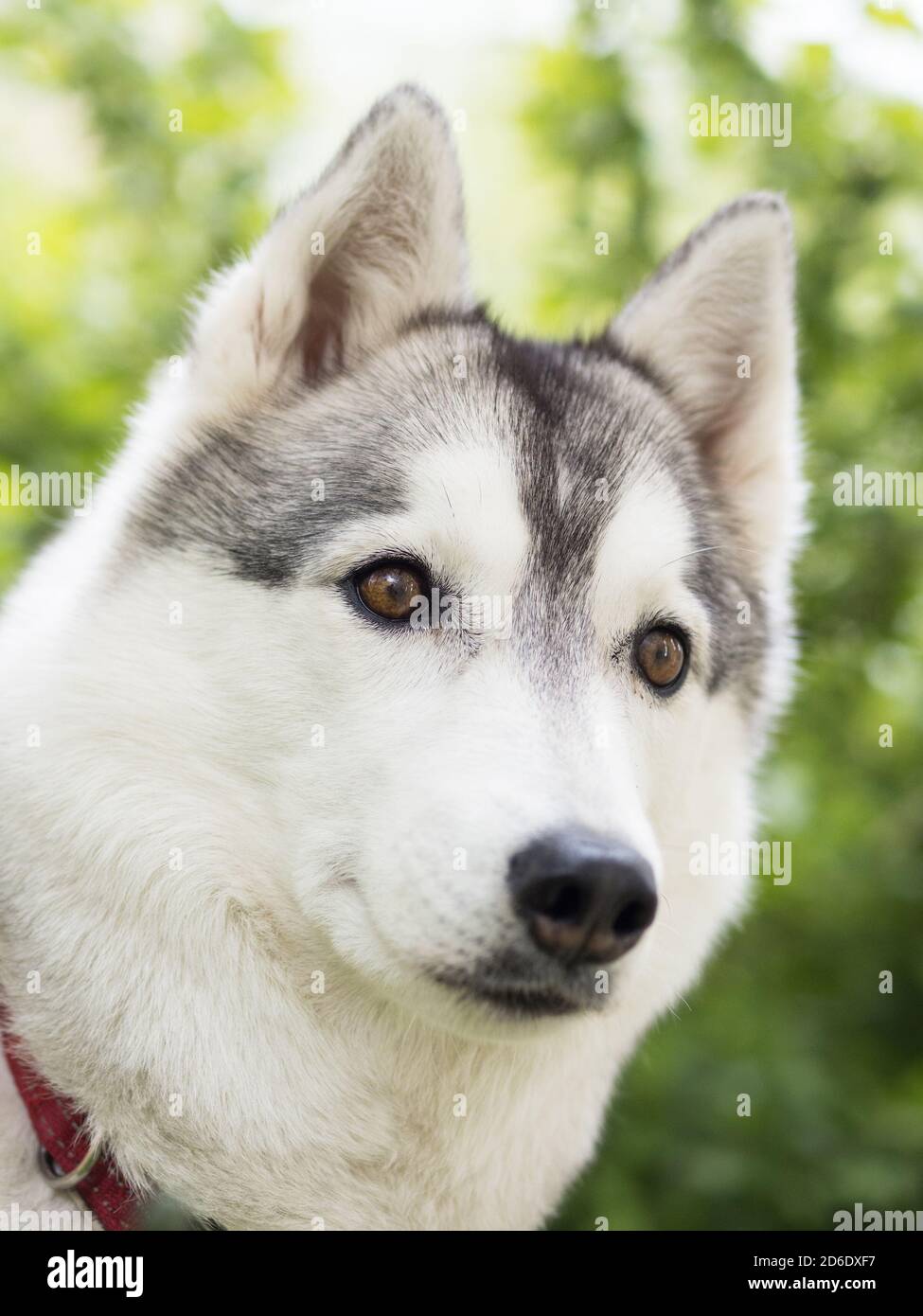 Beautiful Siberian husky outdoors in summer, close-up Stock Photo - Alamy