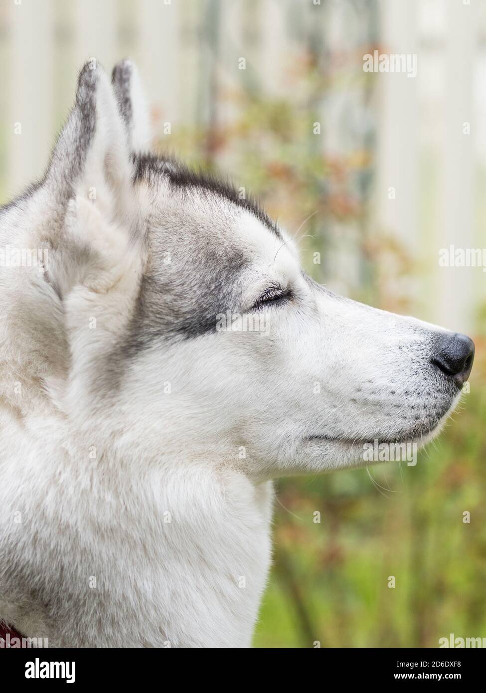 Portrait of a beautiful Siberian husky narrowing her eyes and sniffing ...