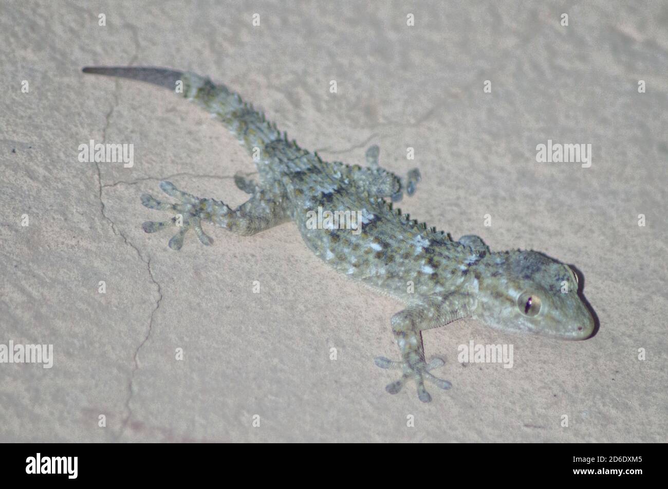 Gecko on a web hi-res stock photography and images - Alamy