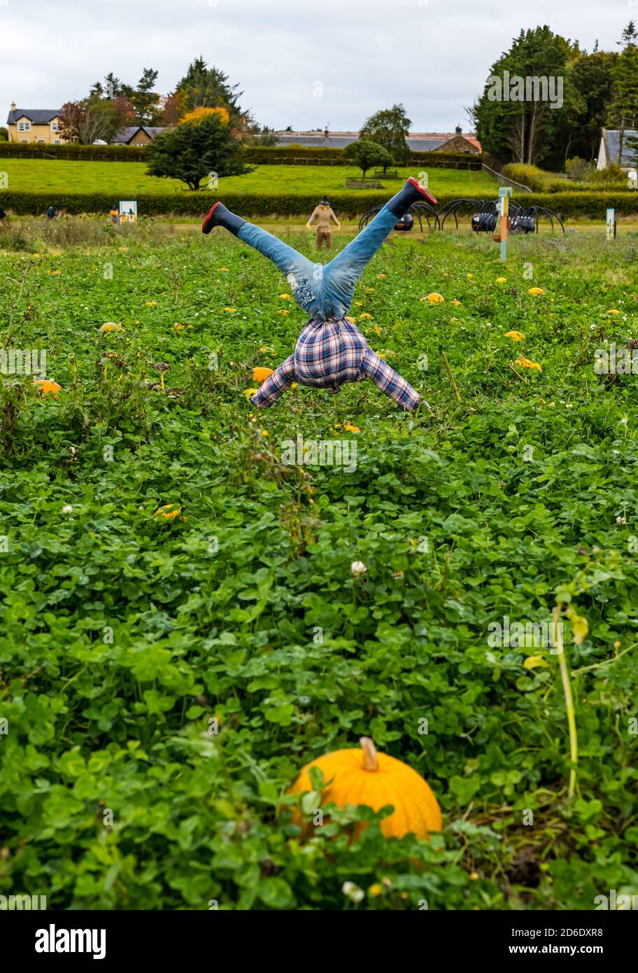 Kilduff farm pumpkin hi-res stock photography and images - Alamy