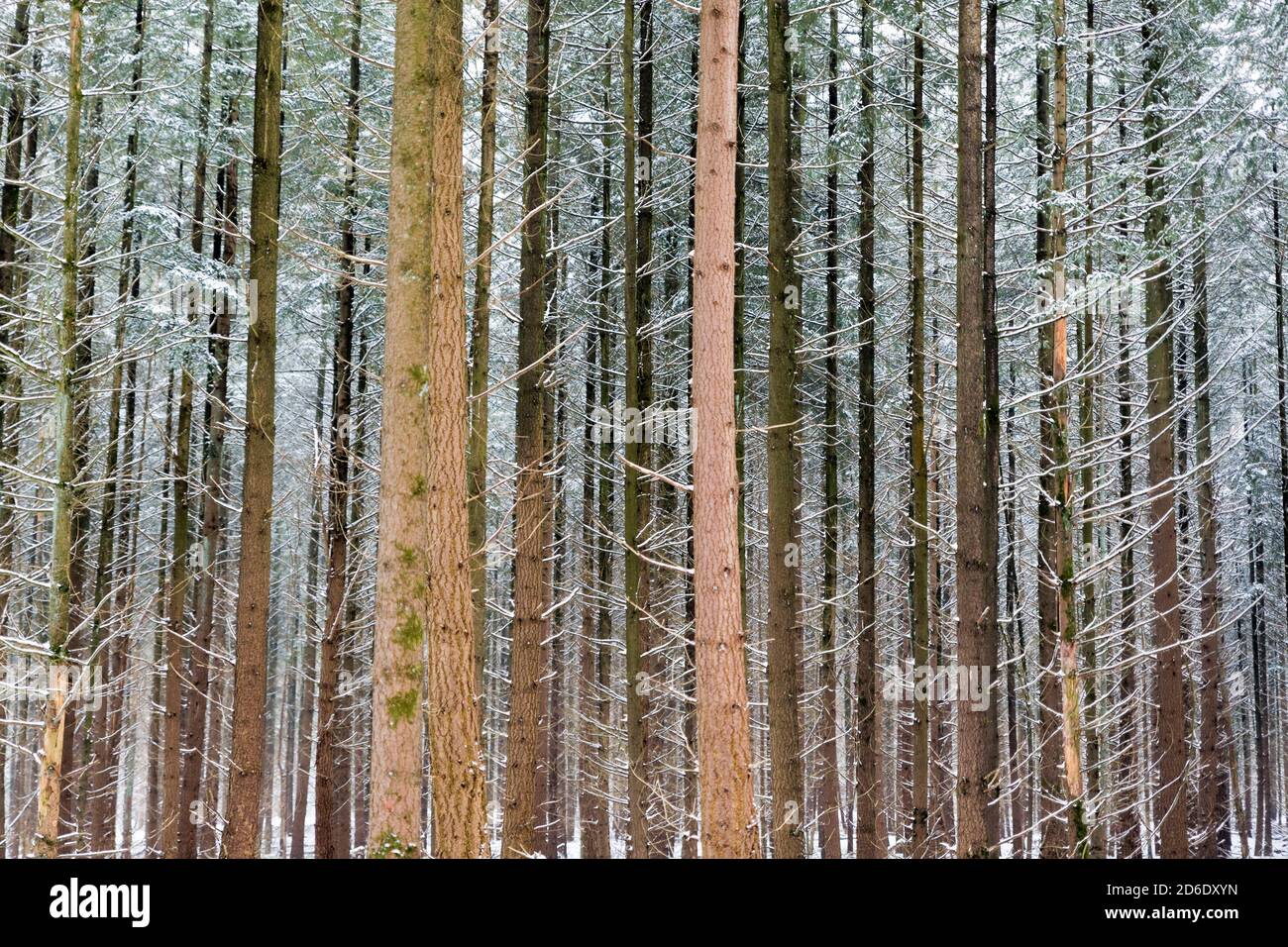 Bald tree trunks hi-res stock photography and images - Alamy
