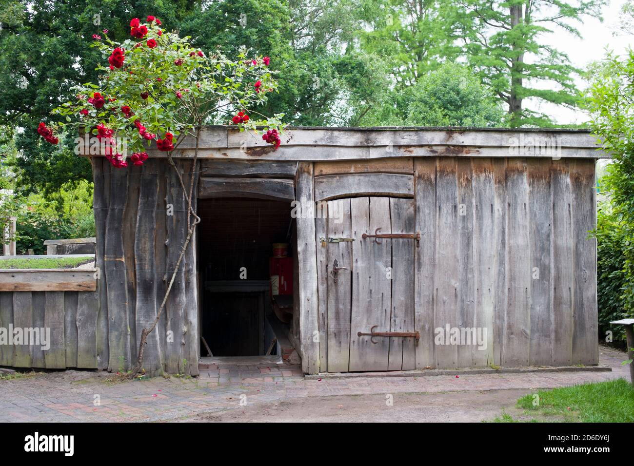 Rose bush on an old barn Stock Photo - Alamy