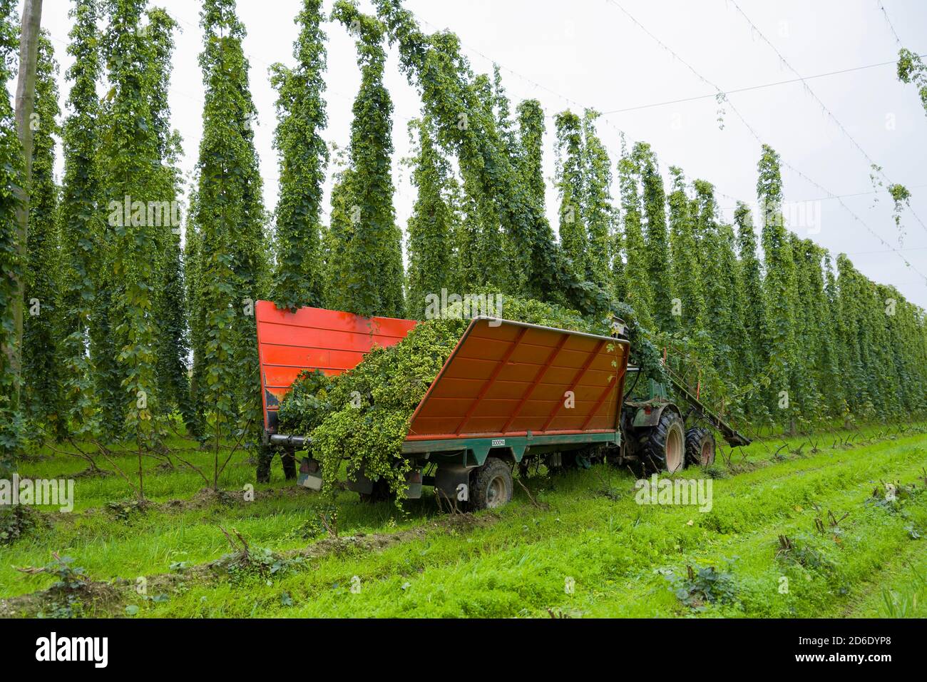 The loading of hops on a trailer in Wolnzach in the Hallertau Stock ...