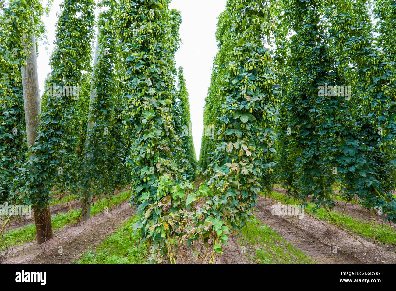 Hop trail hi-res stock photography and images - Alamy