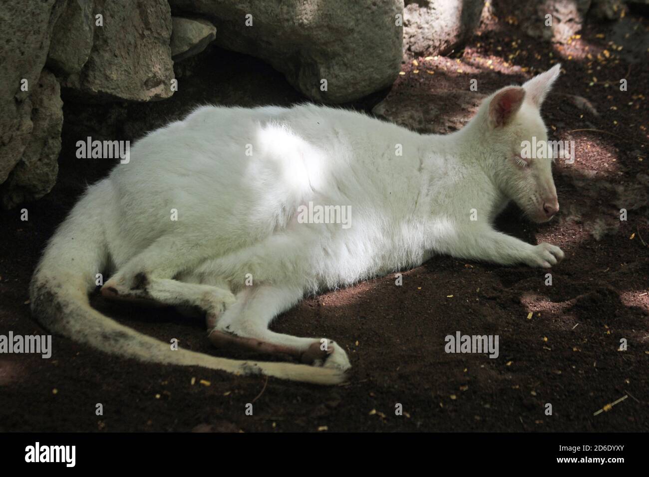 Kaenguru hi-res stock photography and images - Alamy