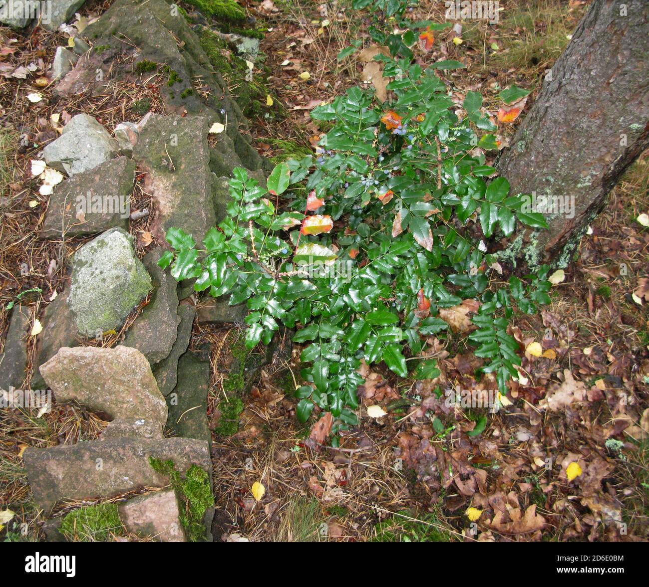 Evergreen holly shrub tree hi-res stock photography and images - Alamy