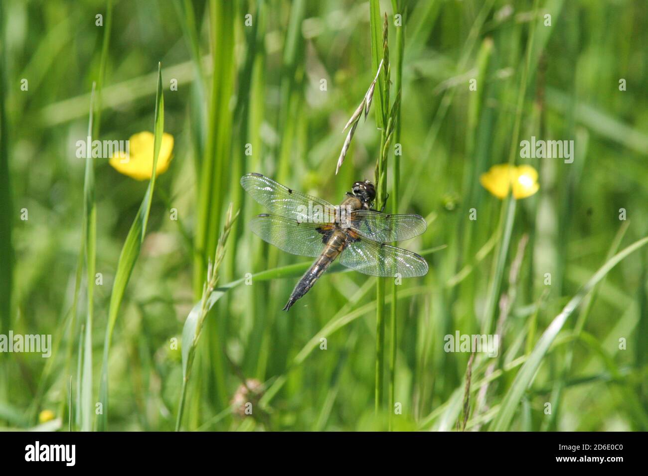 ODONATA flying insect on a straw of grass Stock Photo - Alamy
