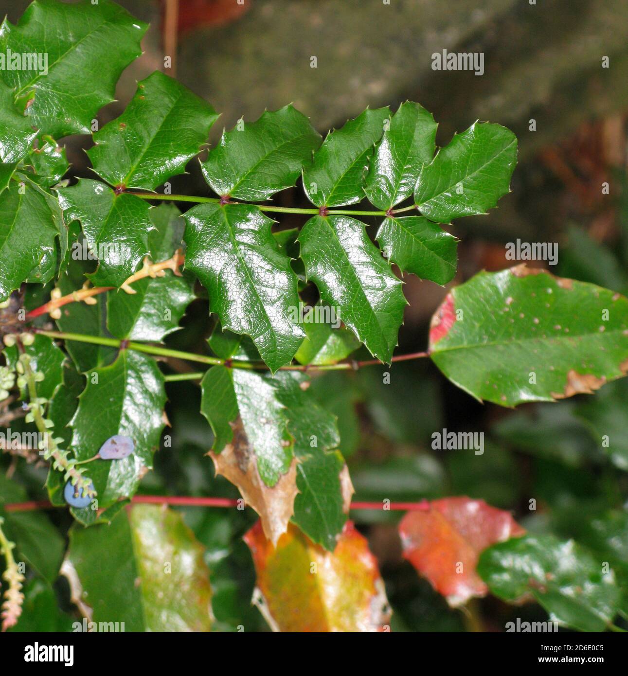 Evergreen holly shrub tree hi-res stock photography and images - Alamy