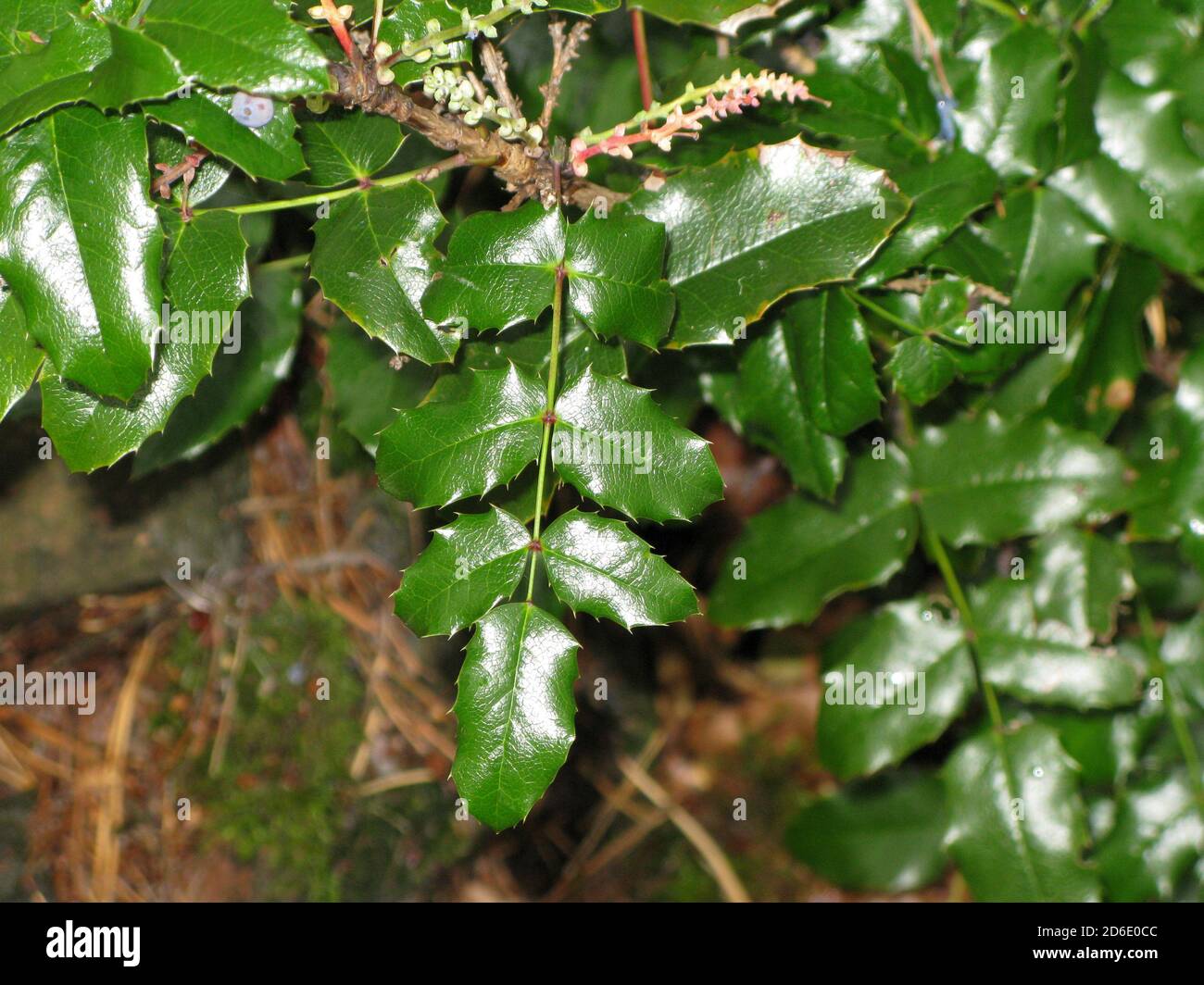 Aquifolium hi-res stock photography and images - Alamy