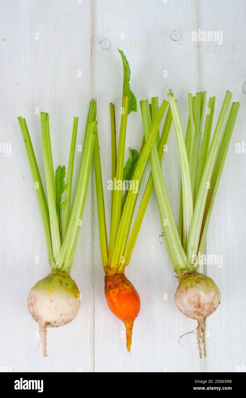 Vegetables, beets of different colors. Studio Photo Stock Photo - Alamy