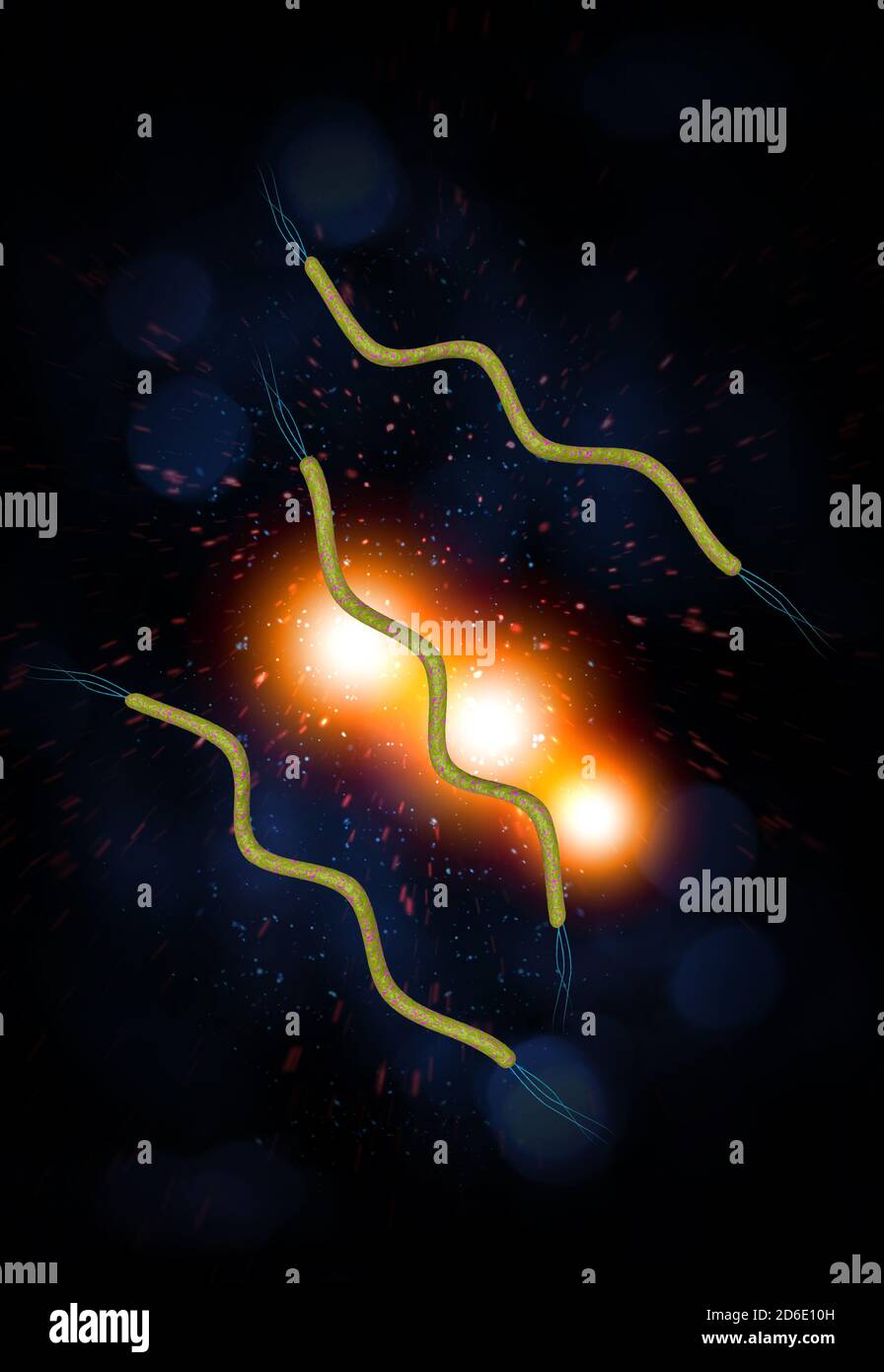 Helicobacter pylori microscope hi-res stock photography and images - Alamy