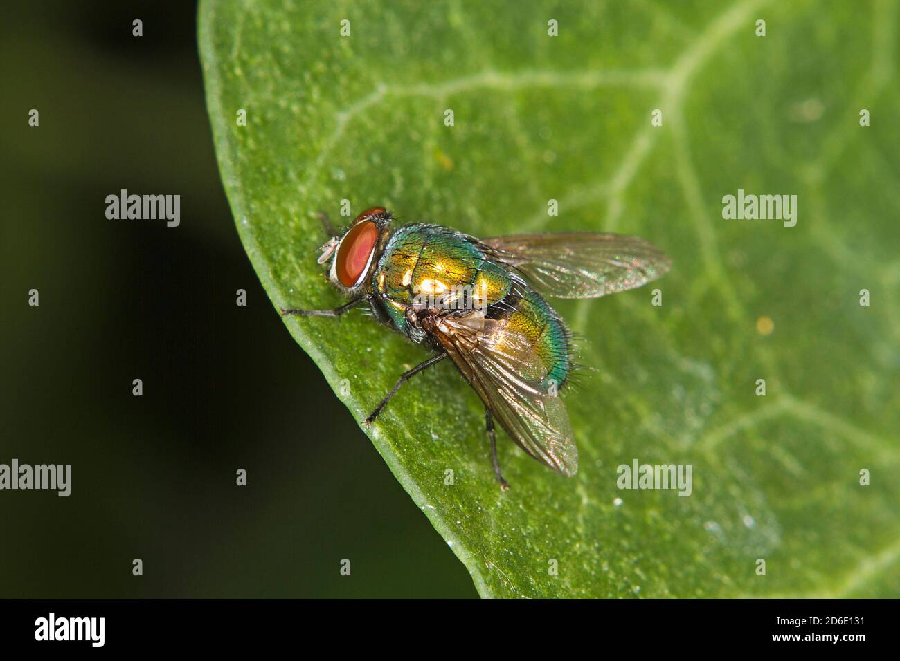 Gold insects hi-res stock photography and images - Alamy