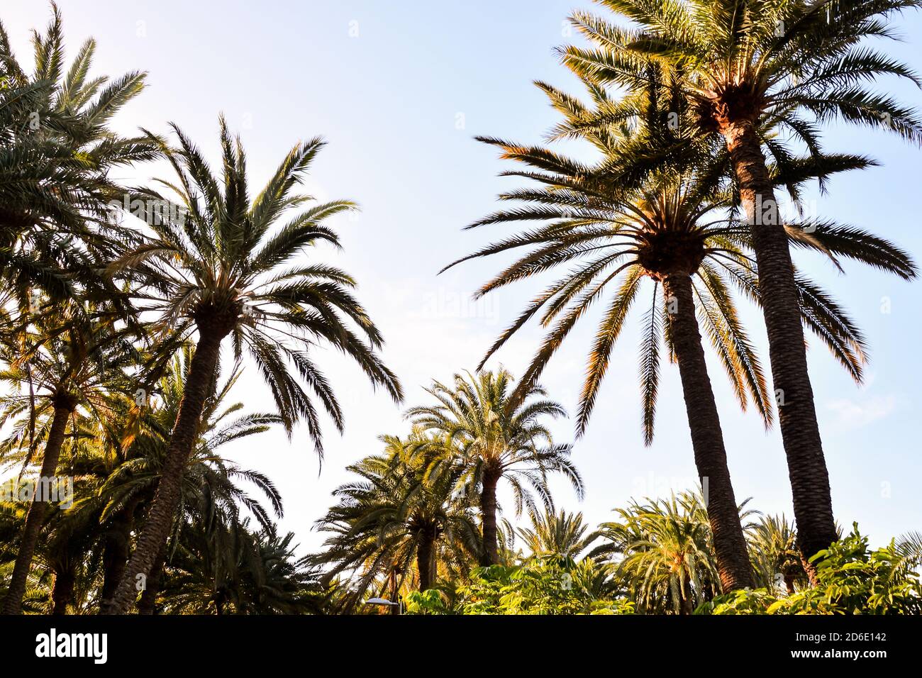 Green Palm Canarian Tree Stock Photo - Alamy