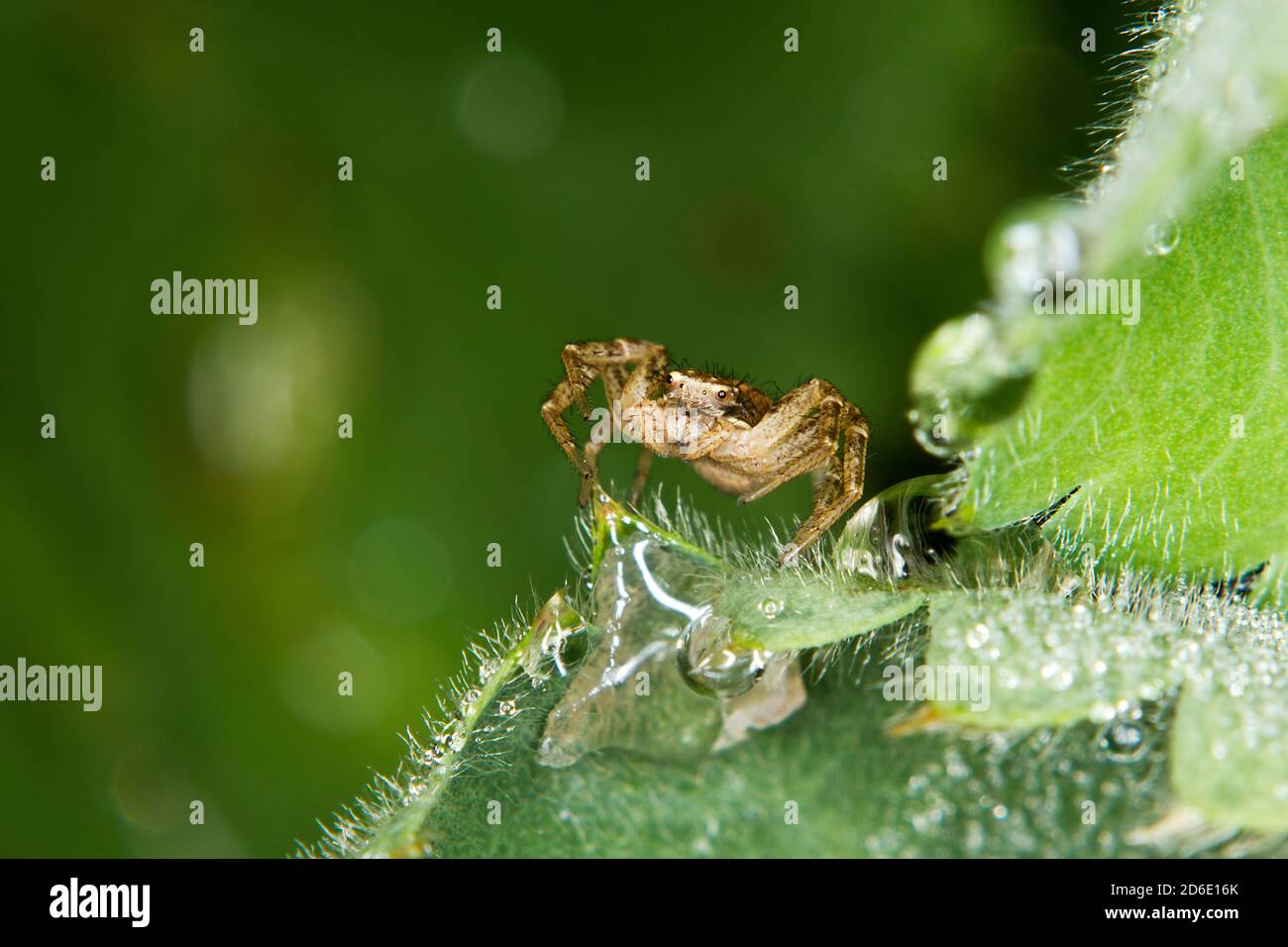 Crab insects hi-res stock photography and images - Alamy