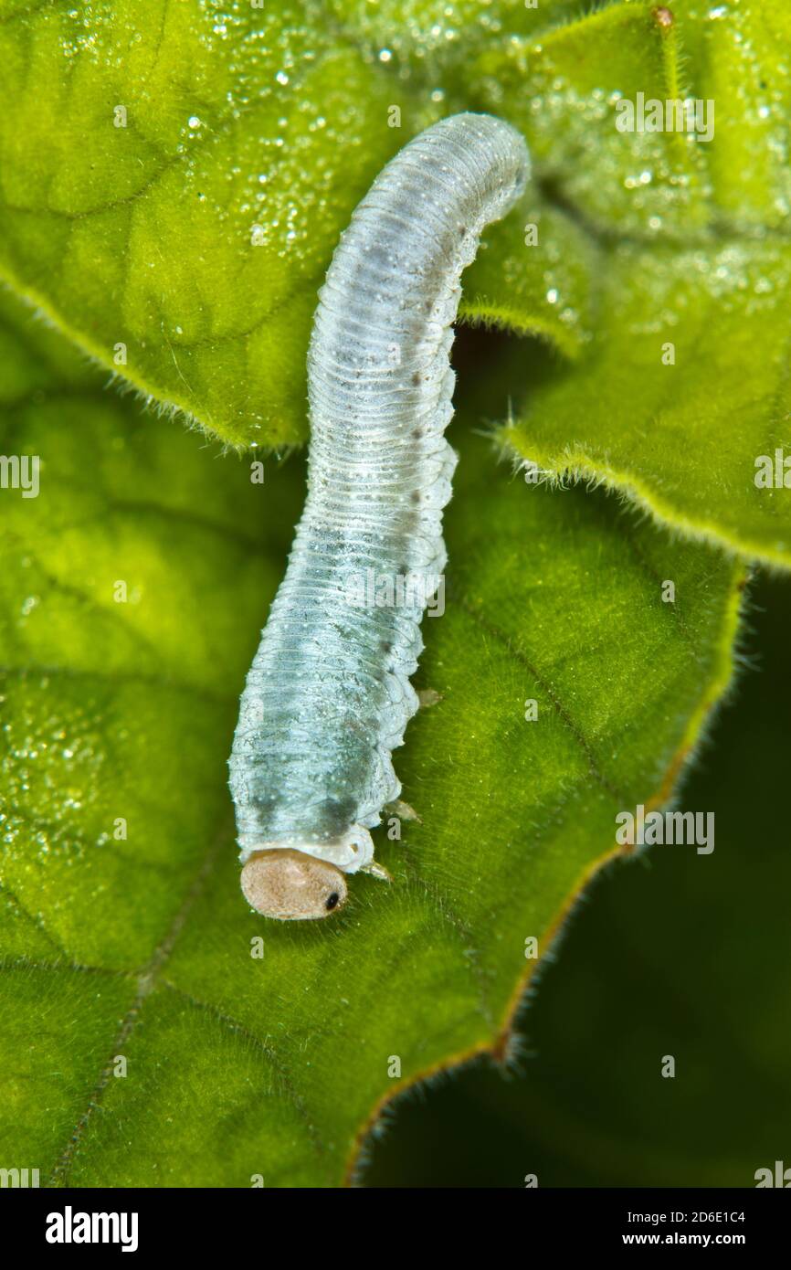 The caterpillar of the Operophtera brumata Stock Photo - Alamy