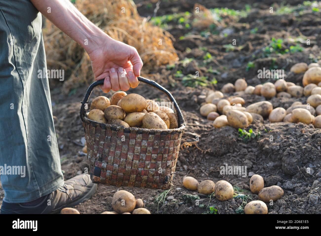 Man picking potatoes on the farm. Agricultural concept Stock Photo - Alamy