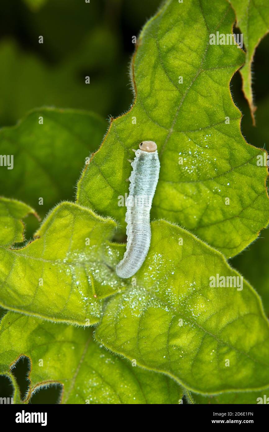 The caterpillar of the Operophtera brumata Stock Photo - Alamy