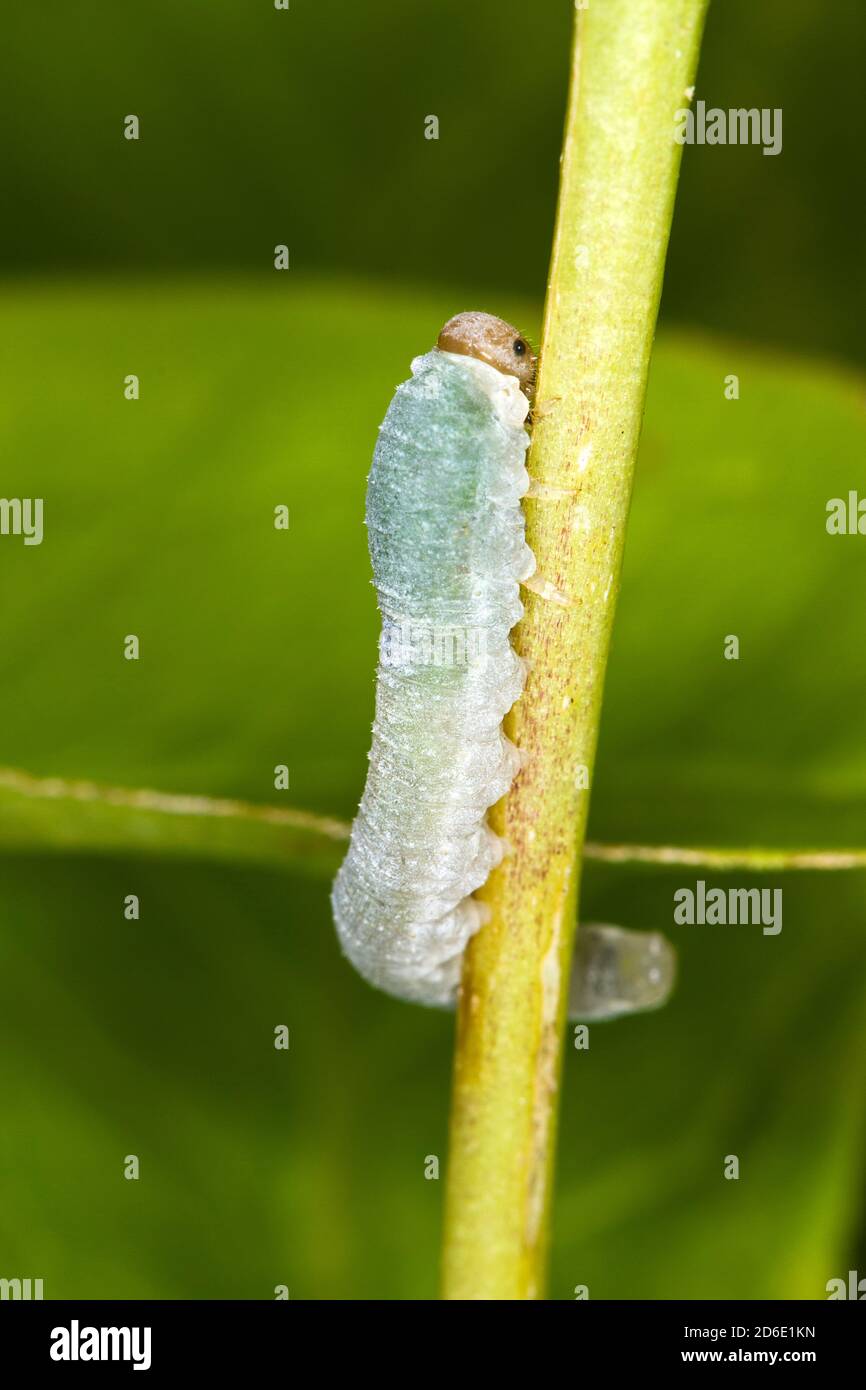 The caterpillar of the Operophtera brumata Stock Photo - Alamy