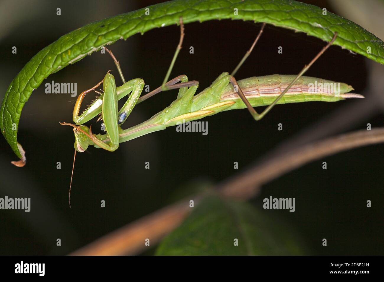 Mantis religiosa macro hi-res stock photography and images - Alamy