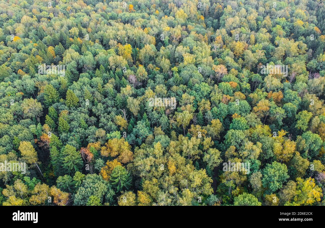 Aerial view of early autumn forest Stock Photo - Alamy