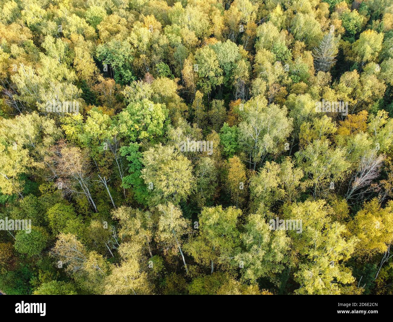 Aerial view of thick forest in autumn with colorful trees Stock Photo ...