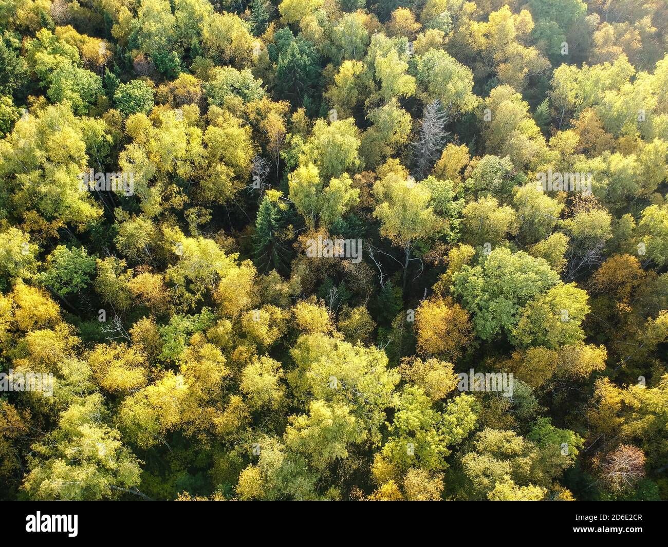 Aerial view of thick forest in autumn with colorful trees Stock Photo ...