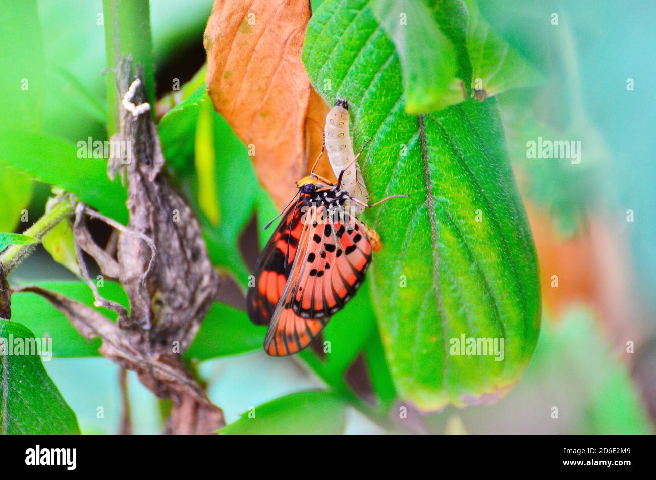 Butterfly stage hi-res stock photography and images - Alamy
