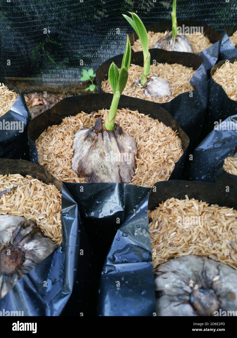 Vertical shot of coconut seedlings grows in a black plastic bag filled ...