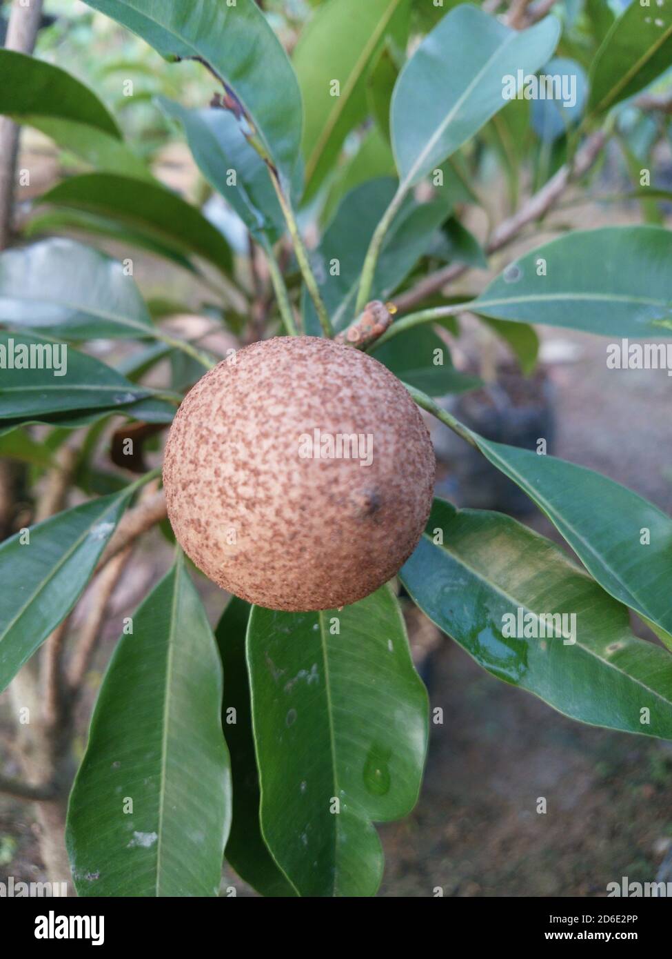 Chico fruit hi-res stock photography and images - Alamy