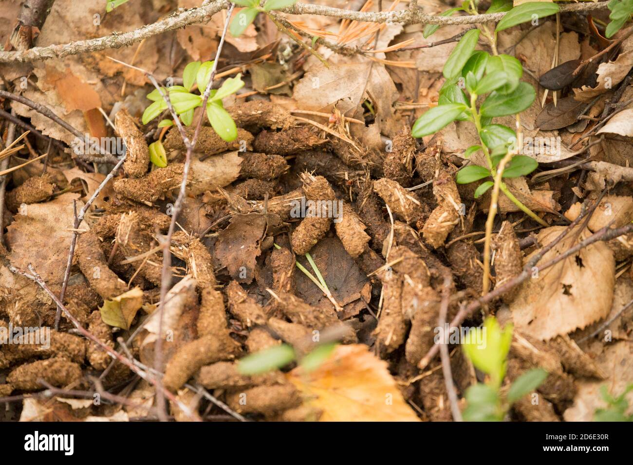 Bird dropping, black grouse (Lyrurus tetrix Stock Photo - Alamy