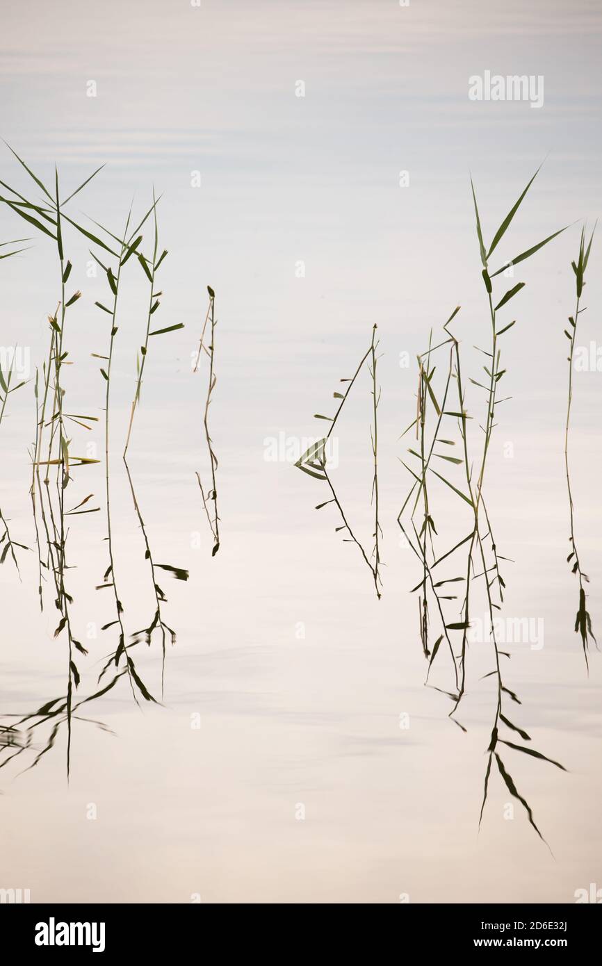 Reed reflection in the lake surface, minimalist lake landscape Stock ...