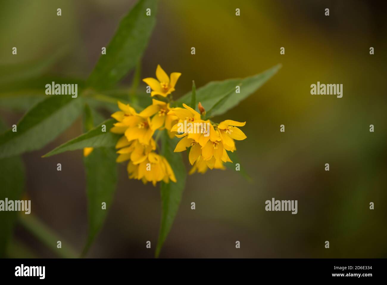 Yellow loostrife hi-res stock photography and images - Alamy