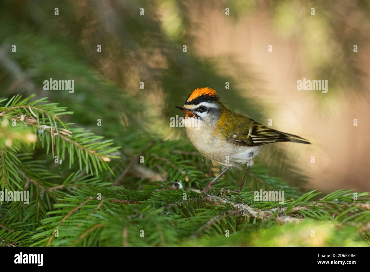 Songbird hi-res stock photography and images - Alamy