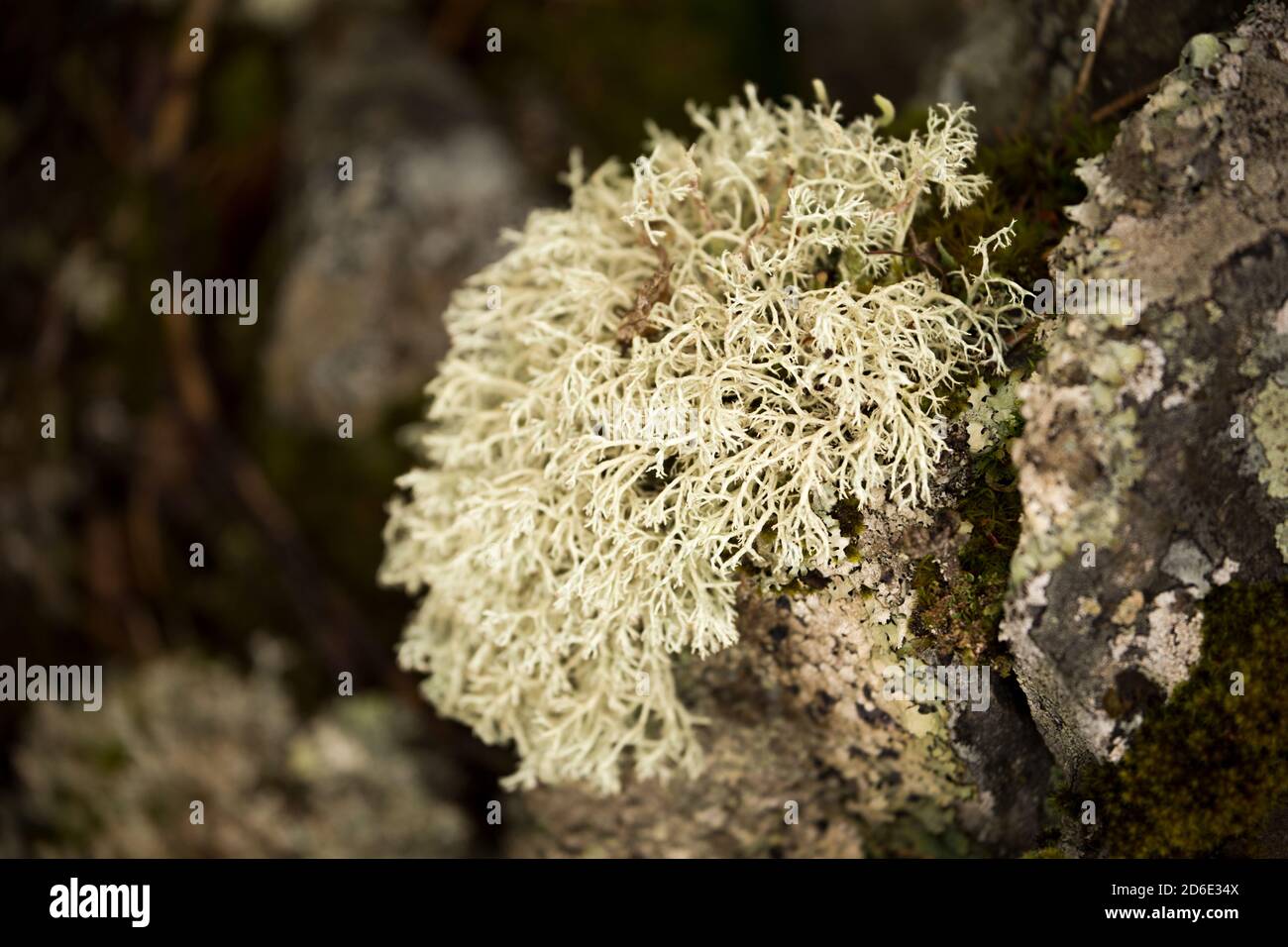 Close up lichen growing hi-res stock photography and images - Alamy