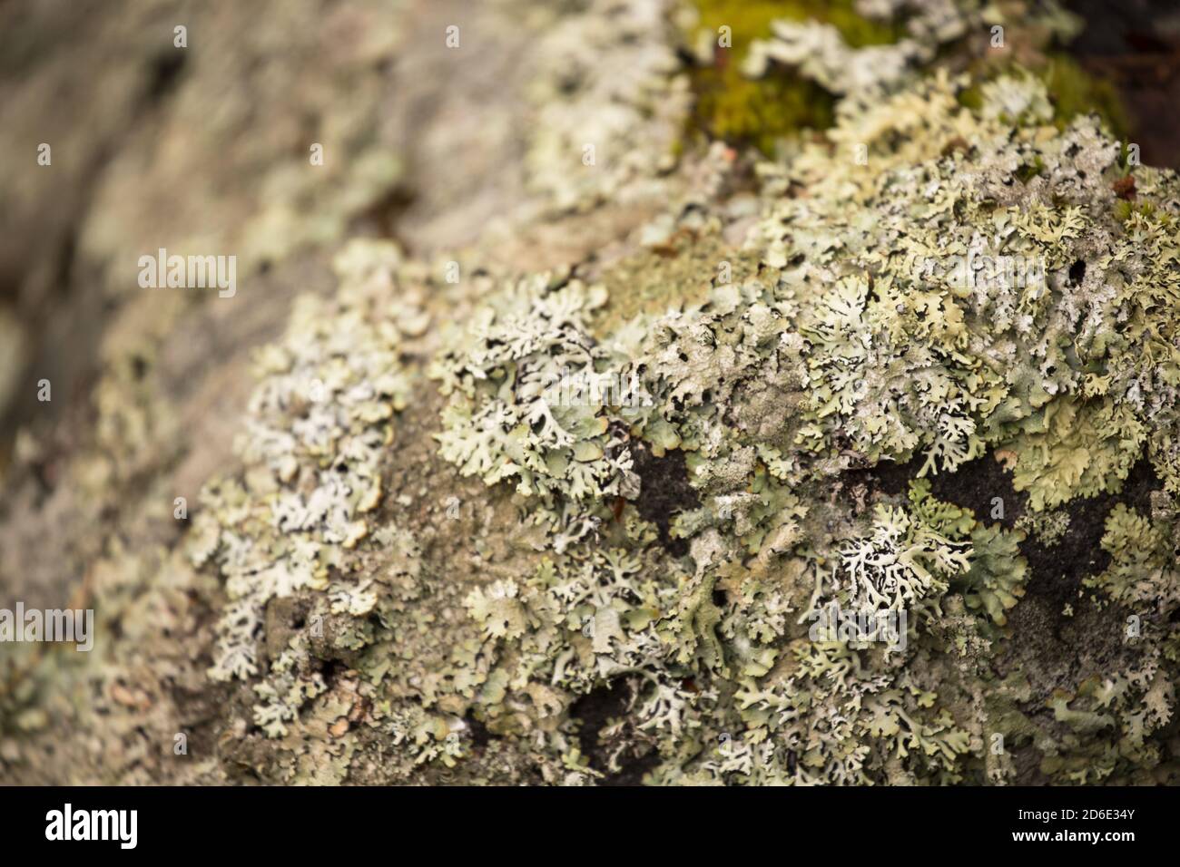 Lichen growing hi-res stock photography and images - Alamy