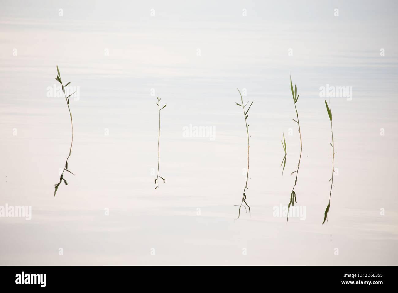 Reed reflection in the lake surface, minimalist lake landscape Stock ...