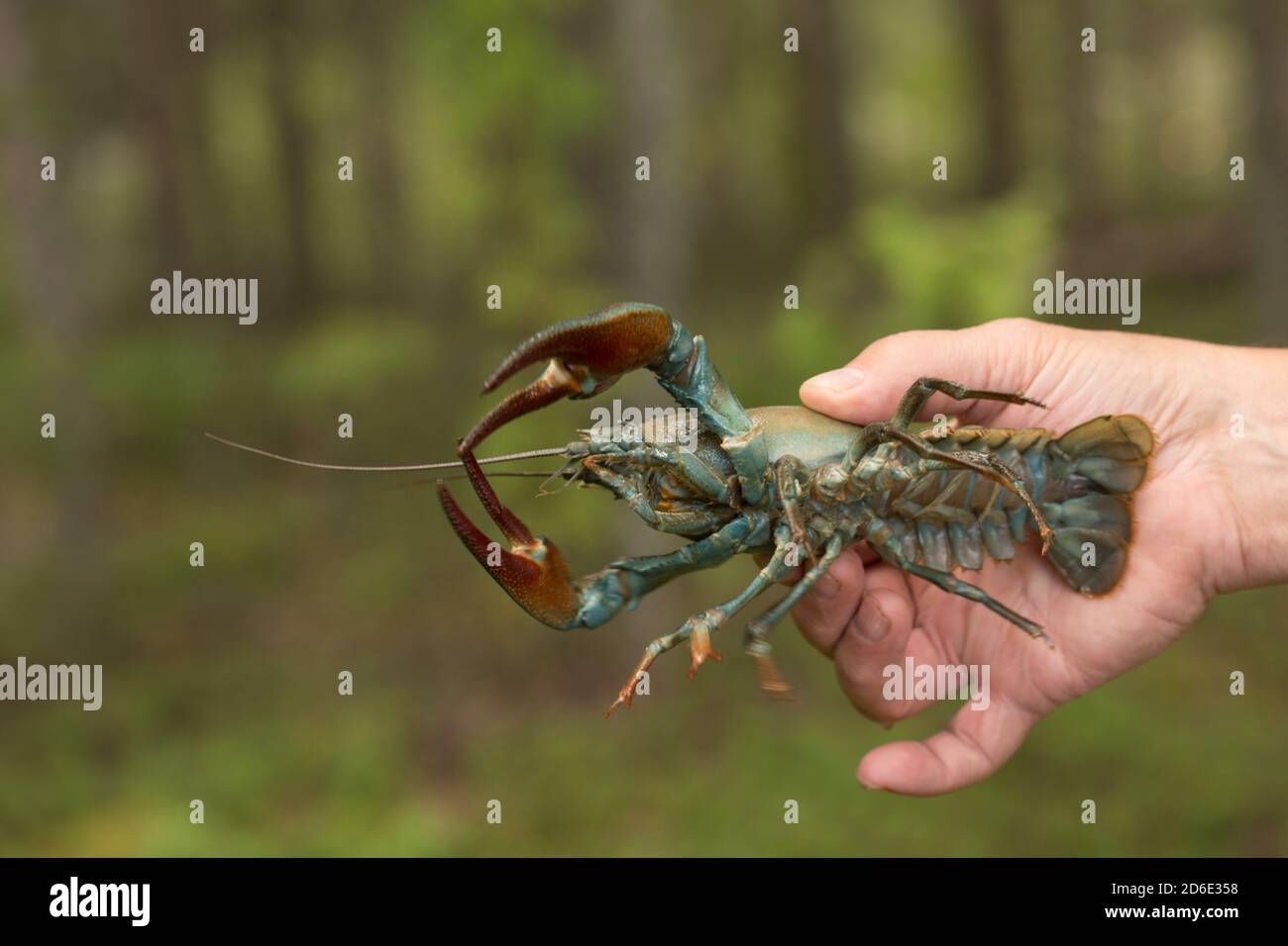 Signal crayfish, Pacifastacus leniusculus, a man holds the crab in his ...