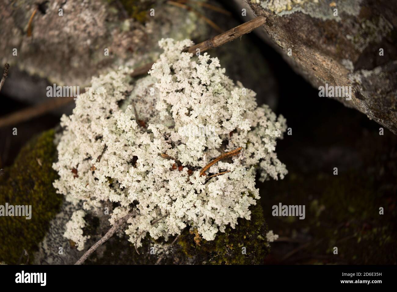 Lichen growing on a rock close-up, dark background Stock Photo - Alamy