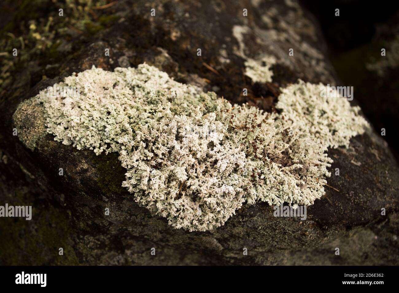 Lichen growing hi-res stock photography and images - Alamy