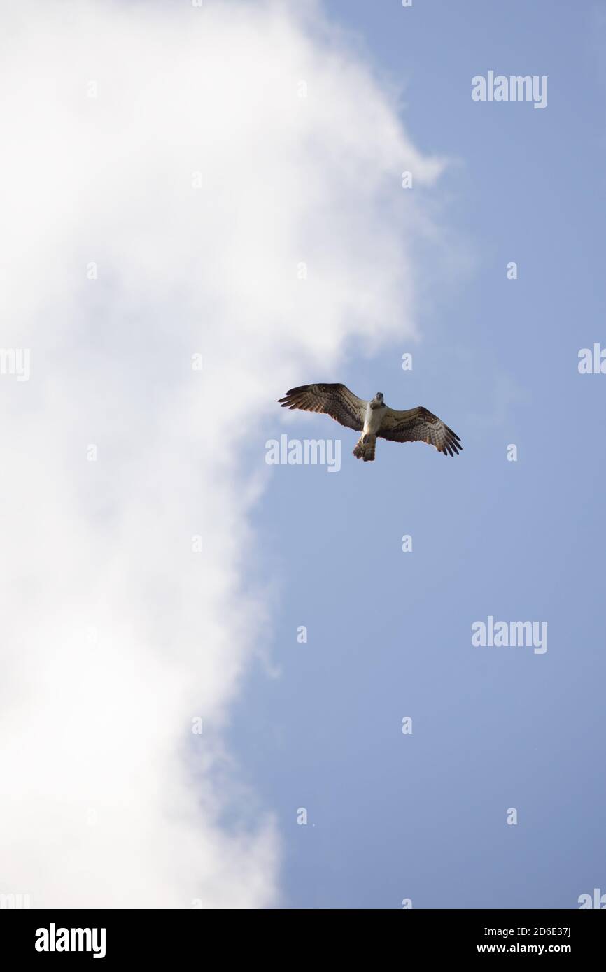 Osprey,(Pandion haliaetus) from below, Finland Stock Photo - Alamy