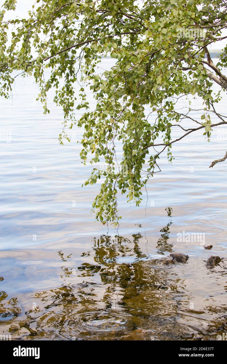 Birch branches above the lake surface Stock Photo - Alamy