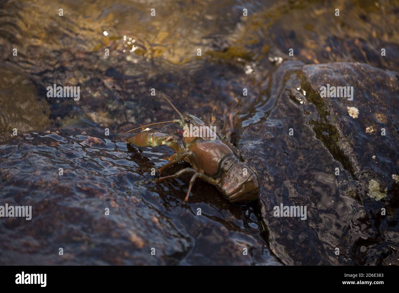 Signal crayfis, Pacifastacus leniusculus Stock Photo - Alamy