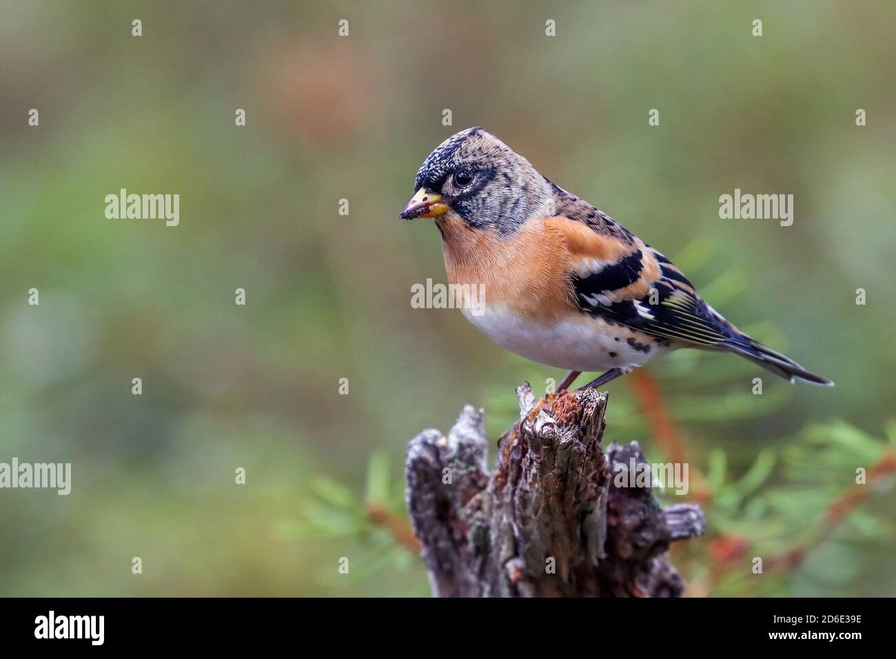Migratory brambling hi-res stock photography and images - Alamy