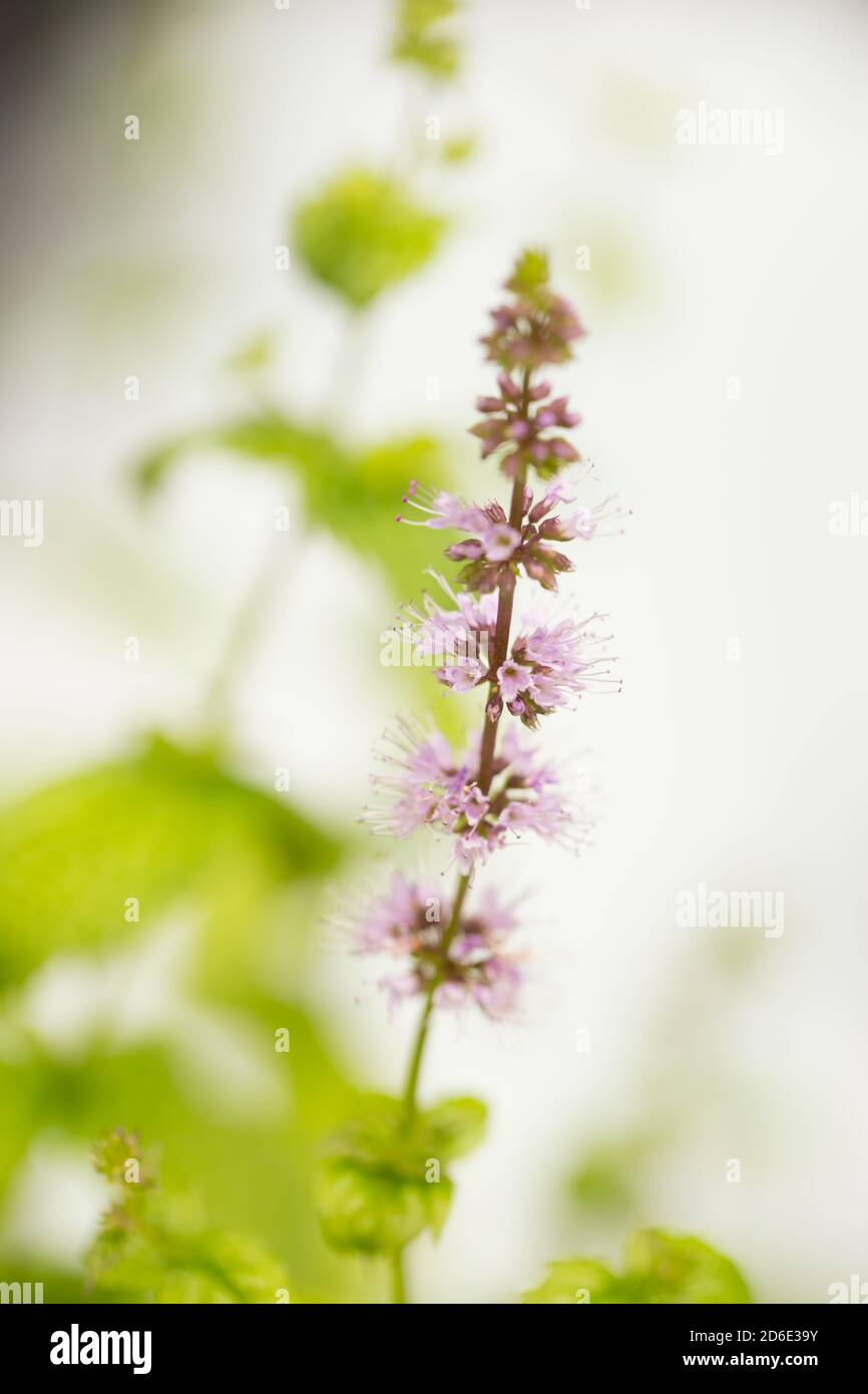 Mint bloom hi-res stock photography and images - Alamy