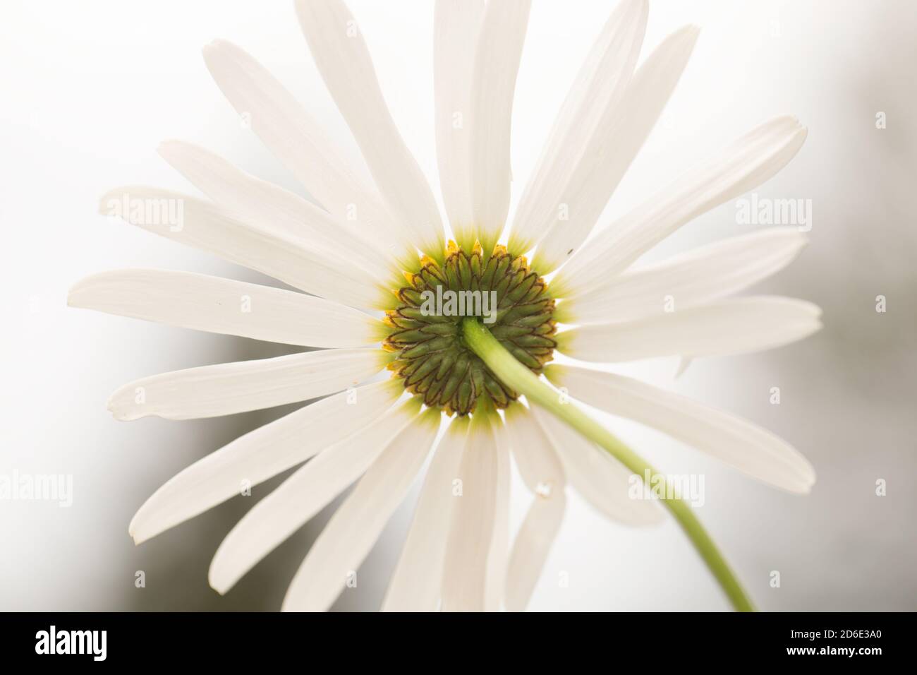 Daisy flower from behind, close-up, nature blurred background, Finland ...