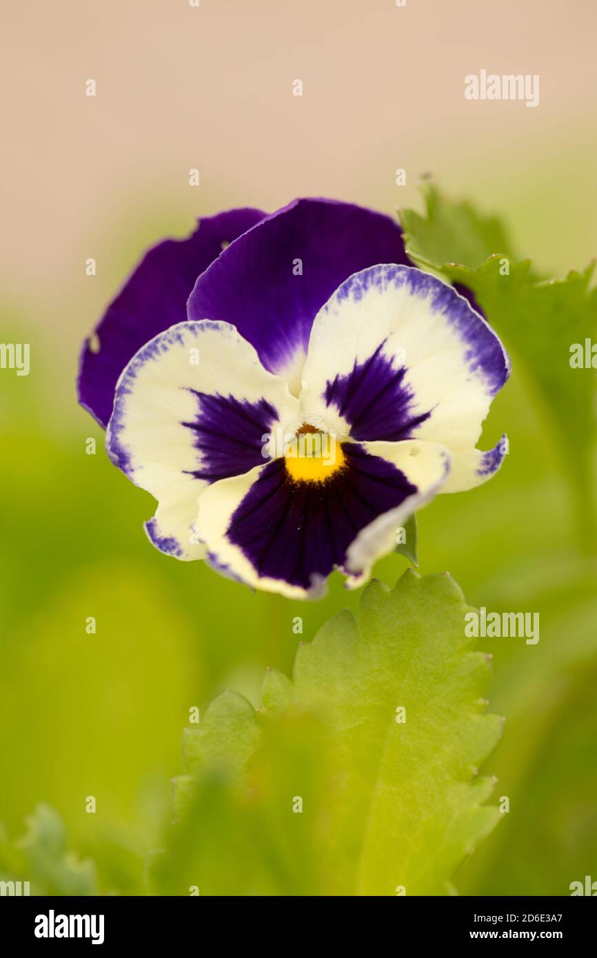 Variegated Pansy Flower in Close-up, Nature Blurred Background Stock ...