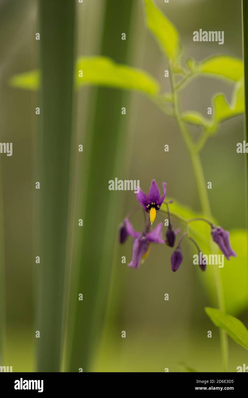 Purple wild flower natural environment background Stock Photo - Alamy