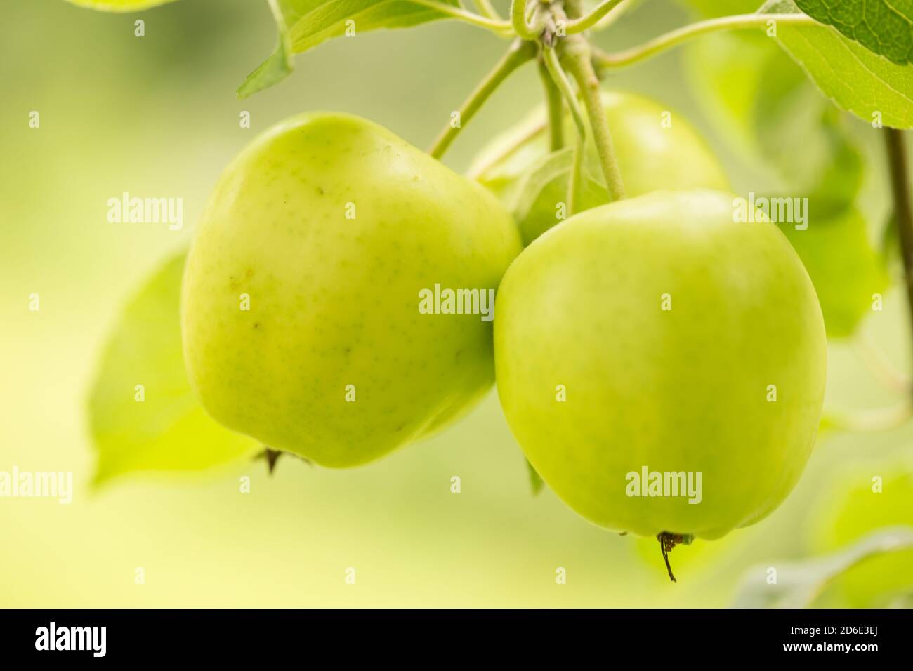 Green apples growing, apple tree branch, natural green background ...